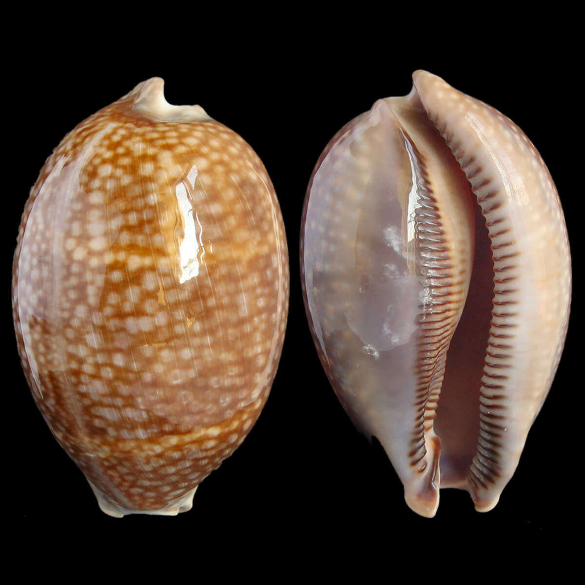 Macrocypraea Cervus