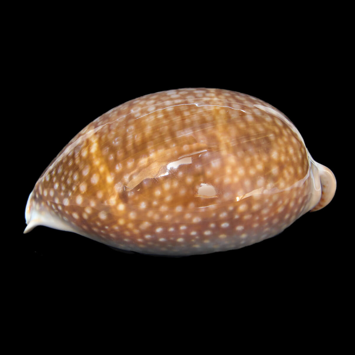 Macrocypraea Cervus