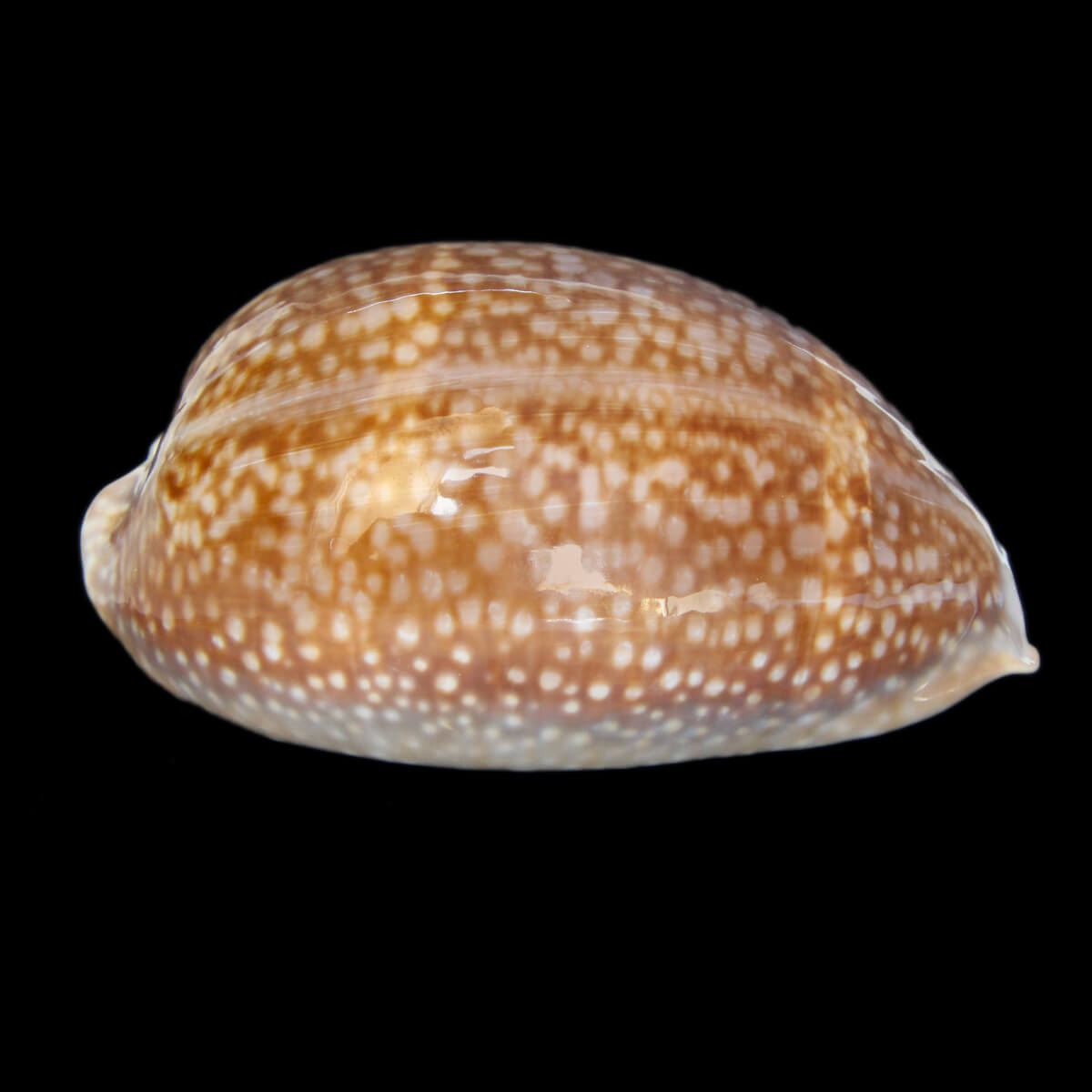 Macrocypraea Cervus