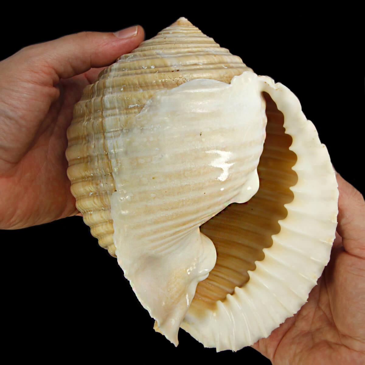 Malea Ringens - Galapagos