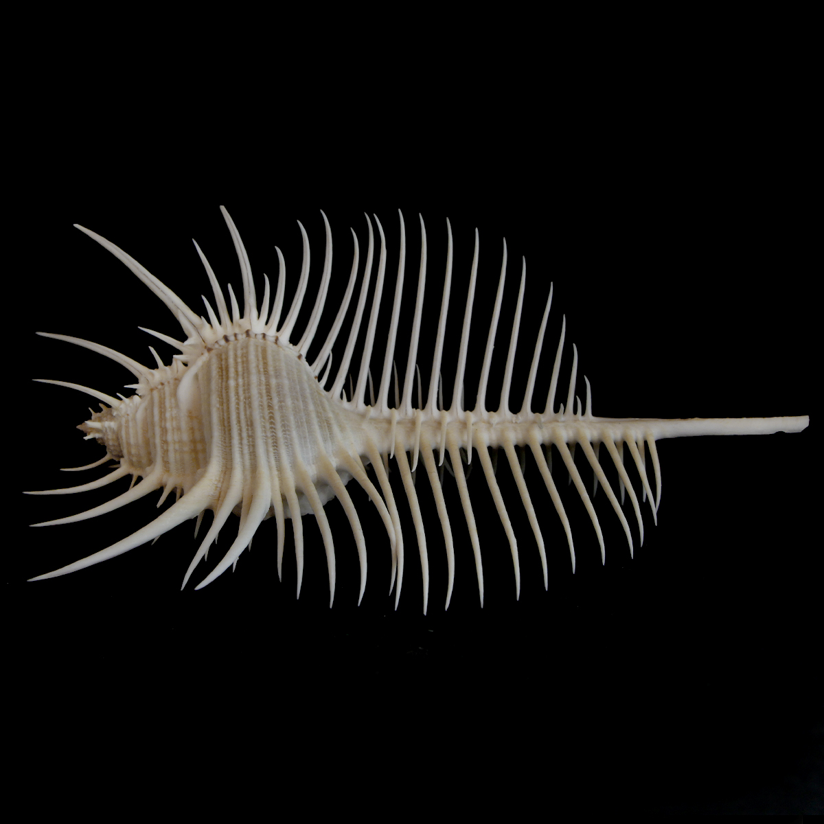 Murex Triremis XL
