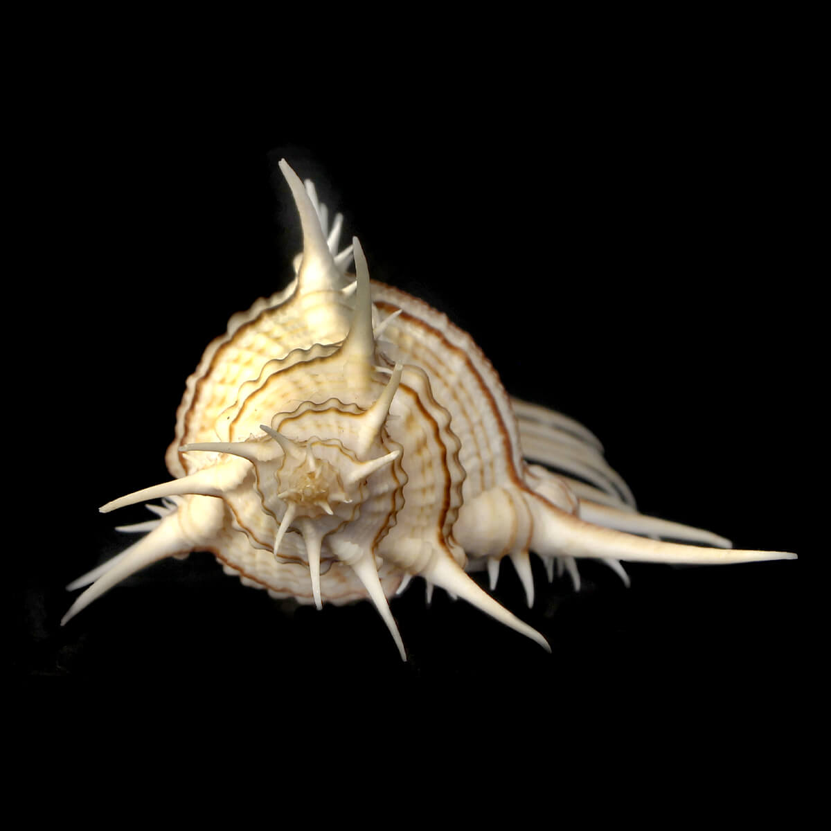 Murex Troscheli