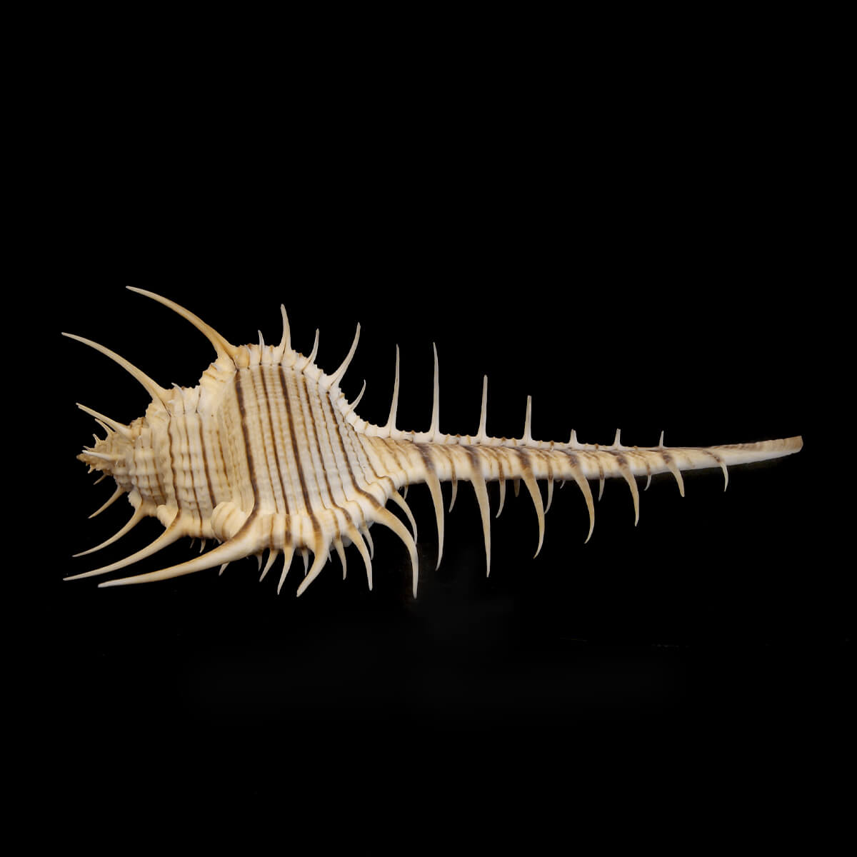 Murex Troscheli