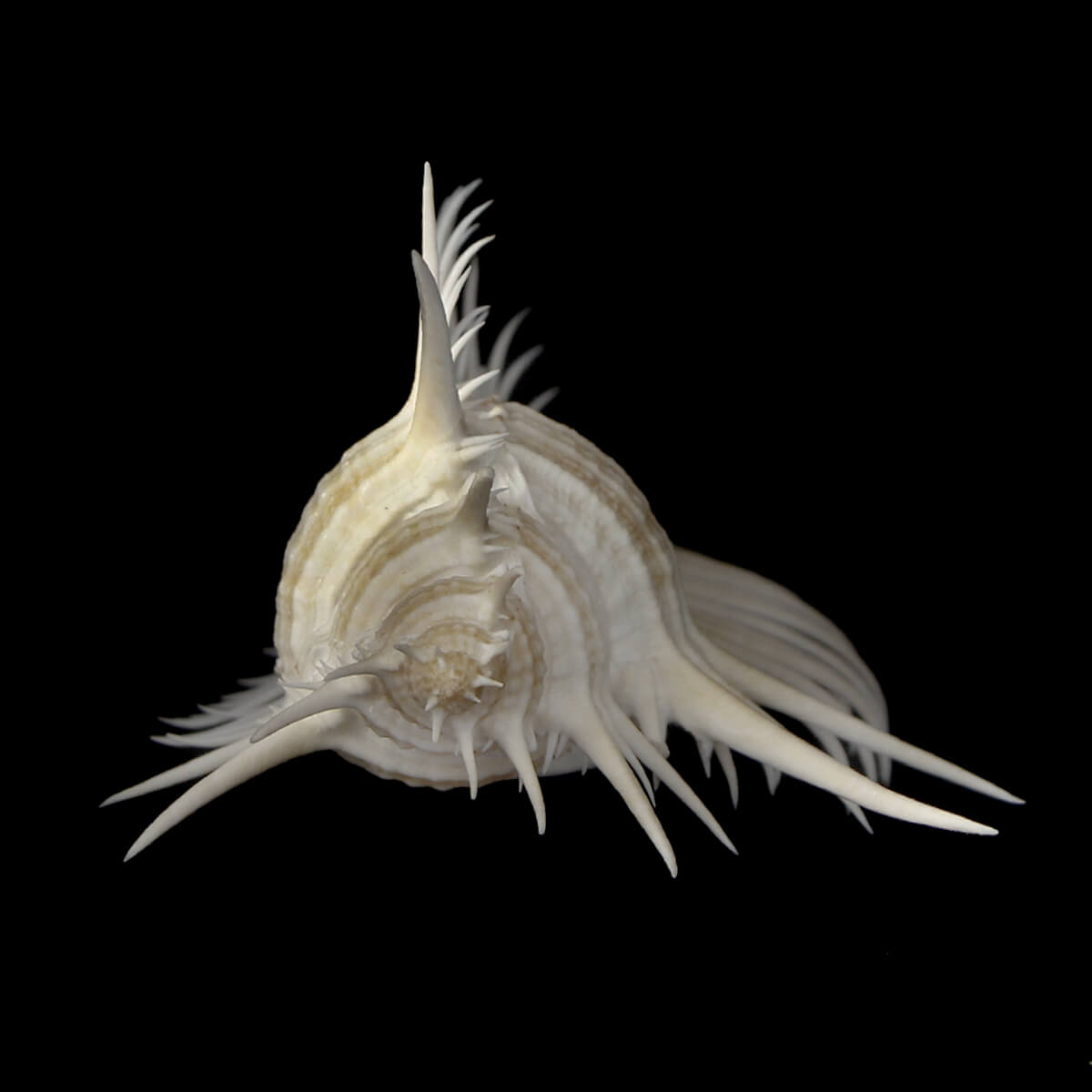 Murex Triremis XL