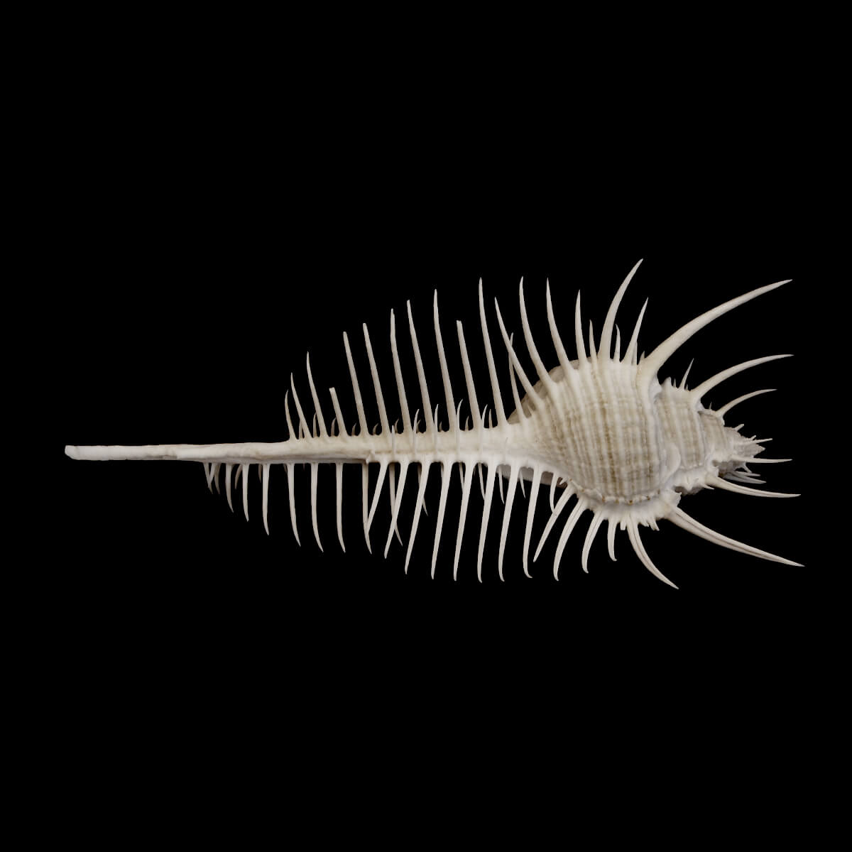 Murex Triremis XL
