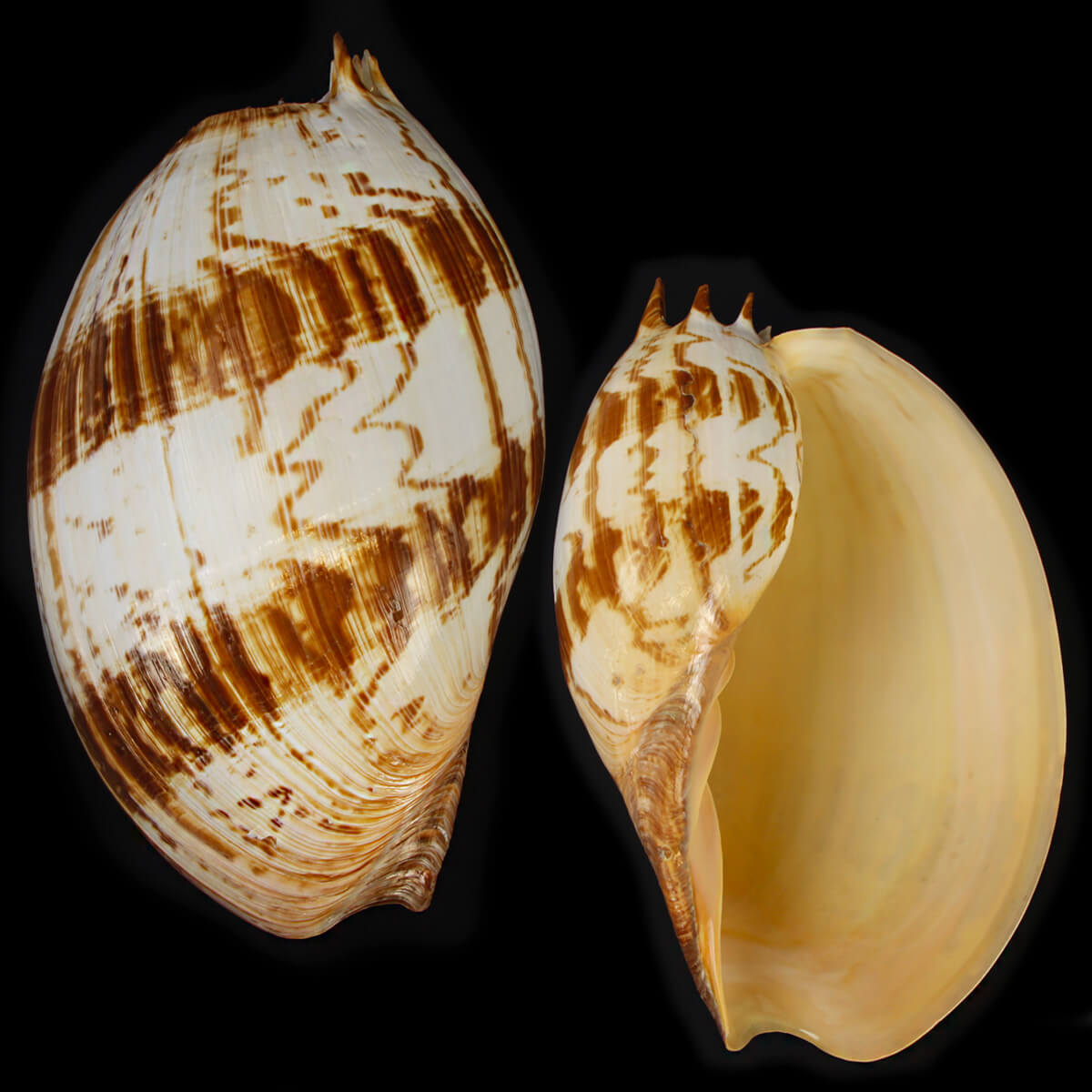 Melo Amphora - Australia