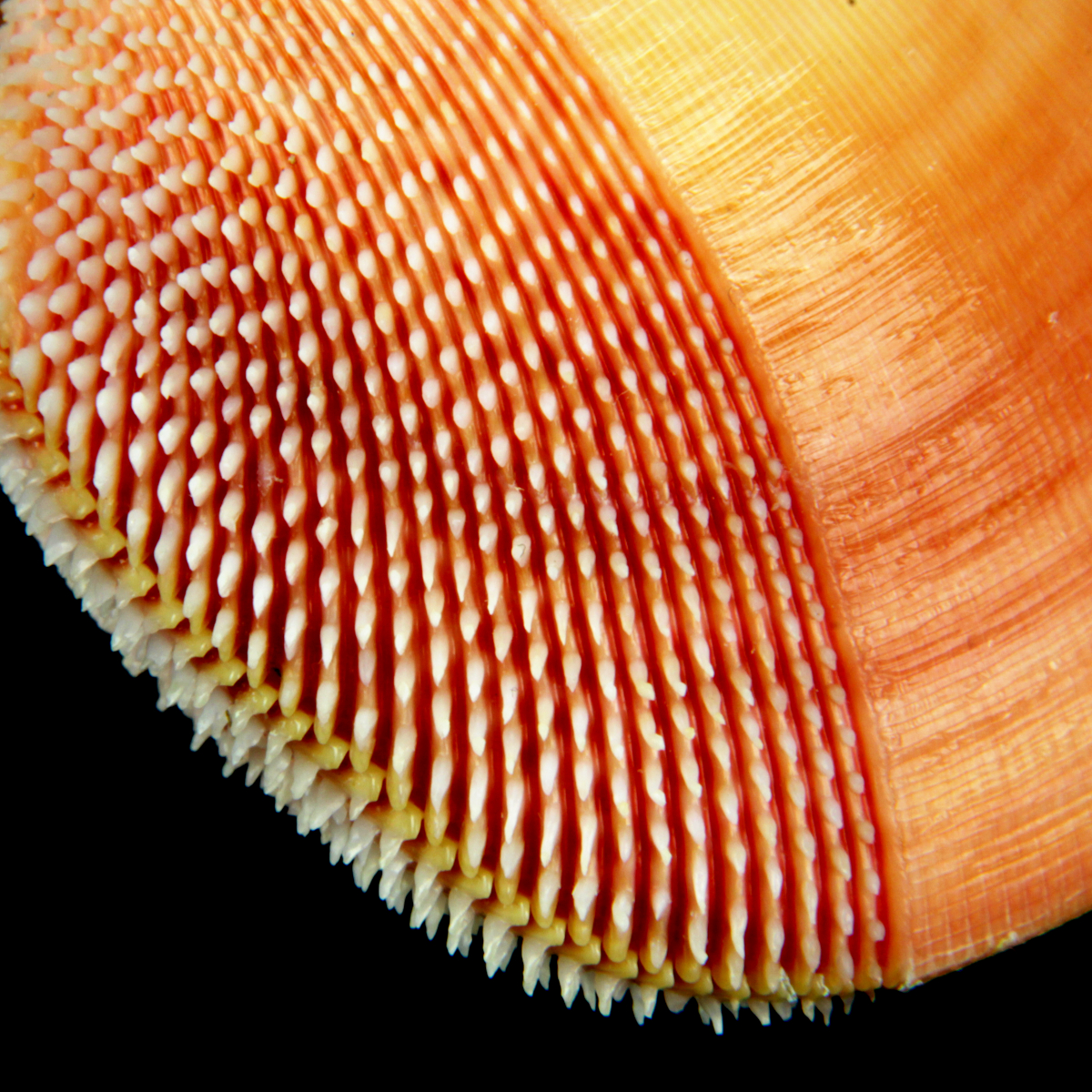 Nemocardium Bechei - Filippine