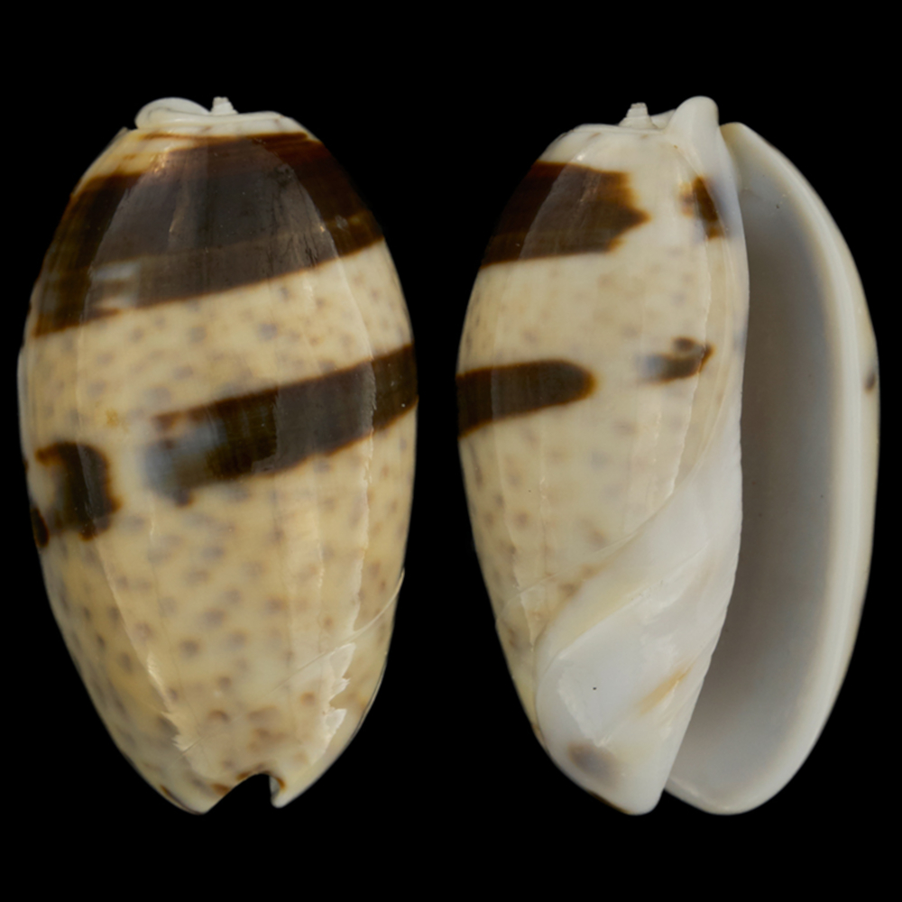 Oliva Bulbosa Bicingulata - Madagascar