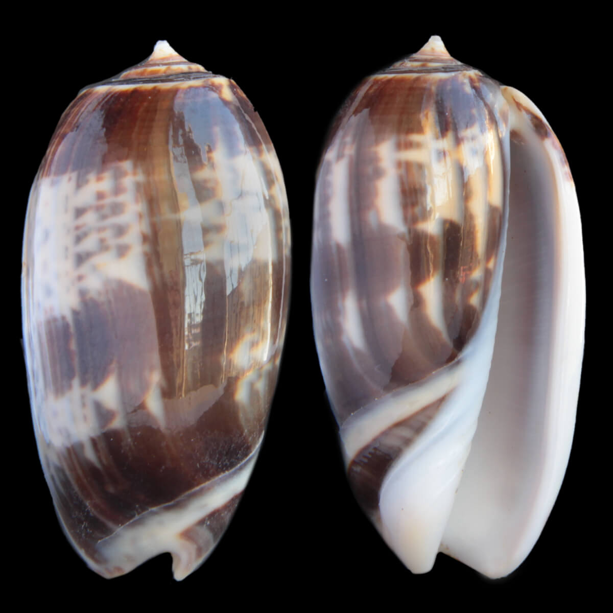 Oliva Bulbosa Tigrina Fallax