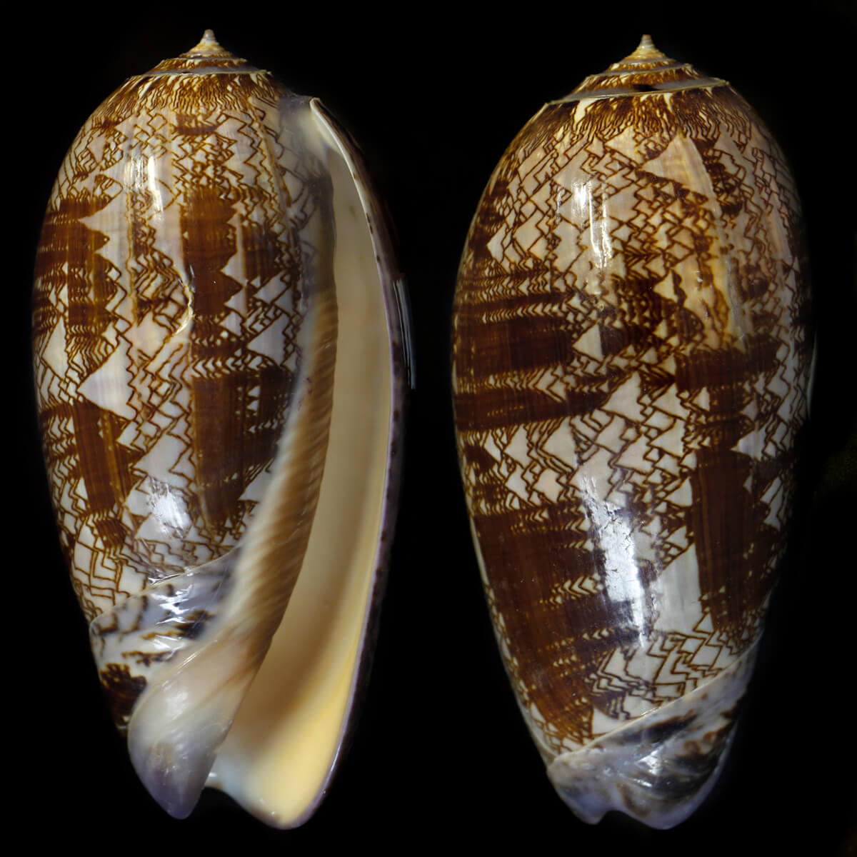 Oliva Porphyria - GIANT GEM
