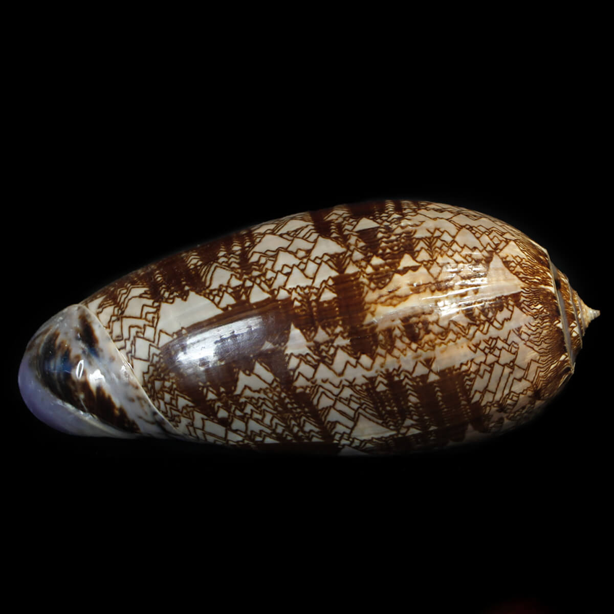 Oliva Porphyria - GIANT GEM