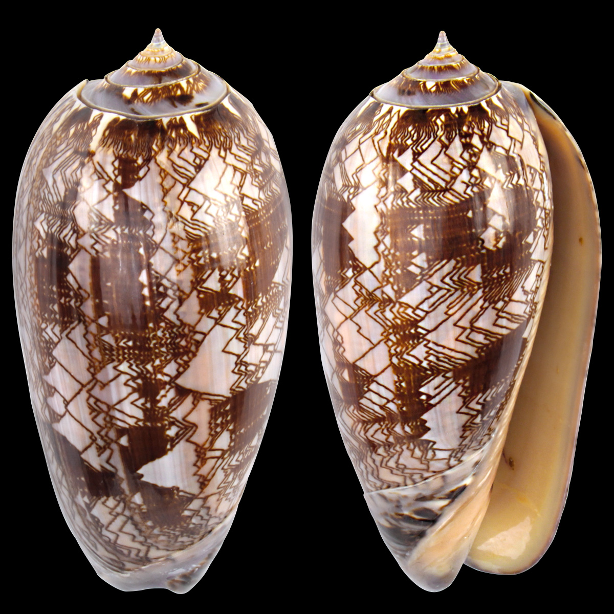 Oliva Porphyria - GIANT GEM