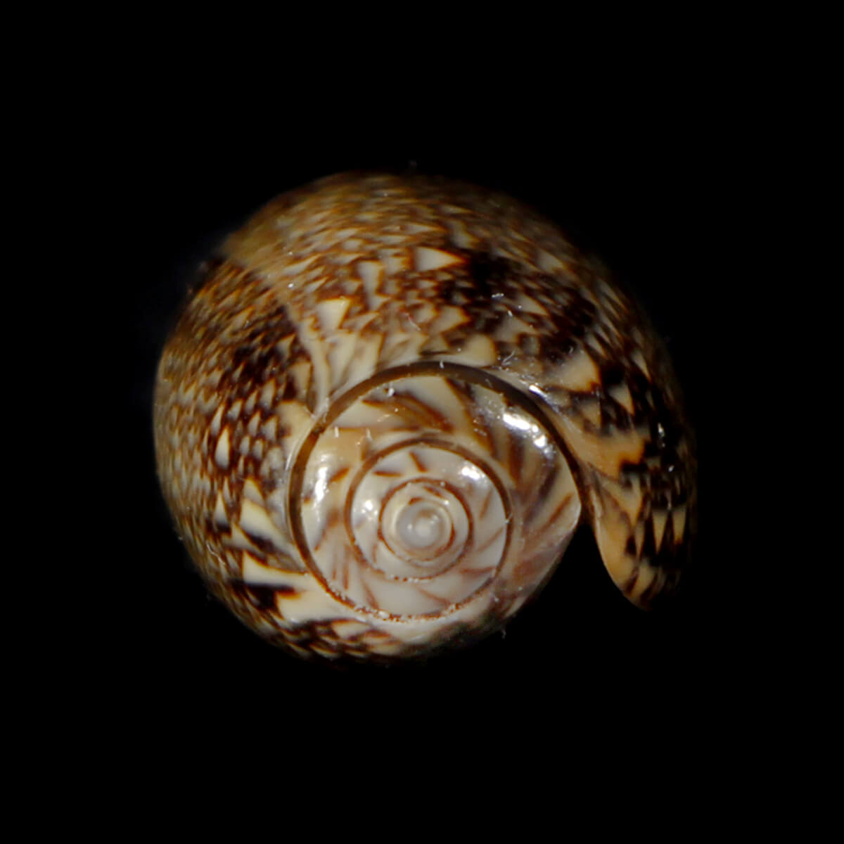 Oliva Reticulata