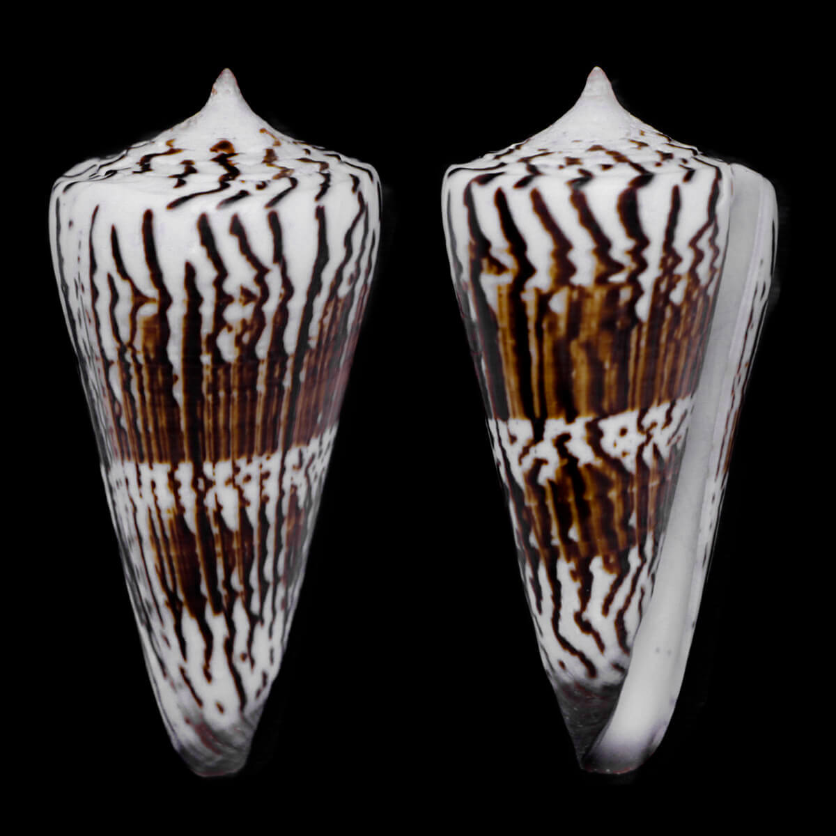 Strategoconus Generalis