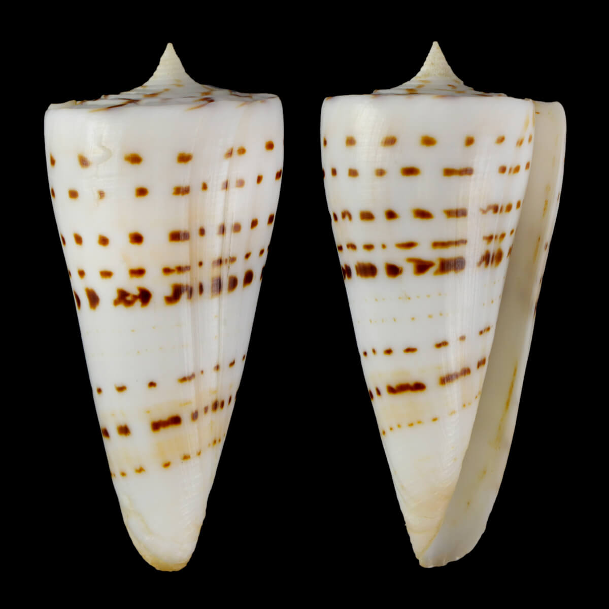 Strategoconus Monile