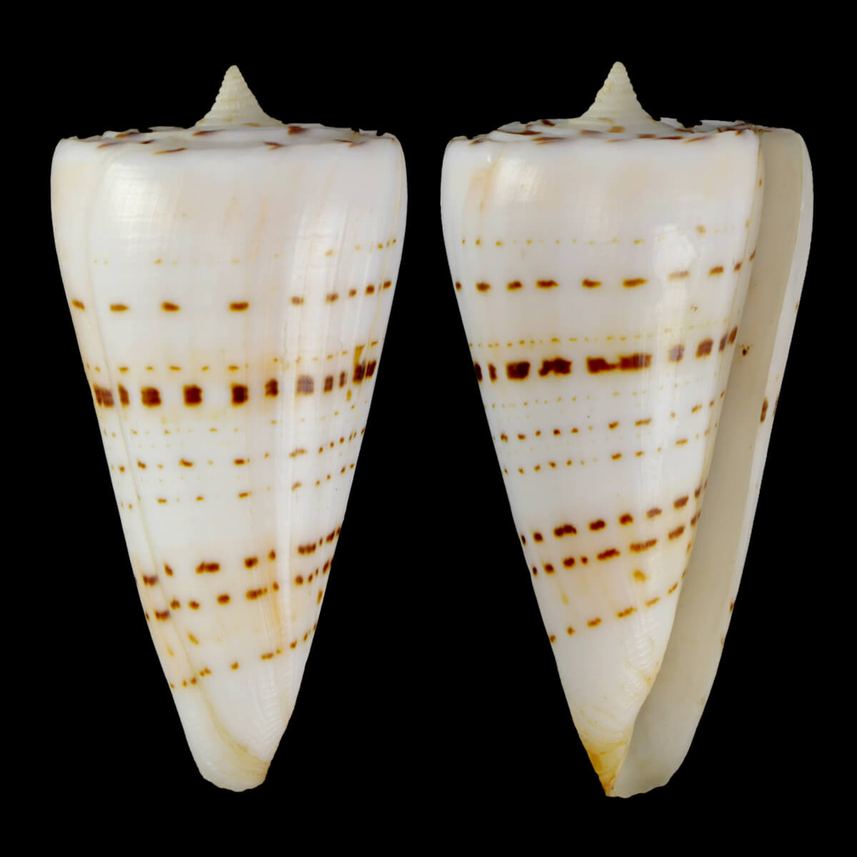 Strategoconus Monile
