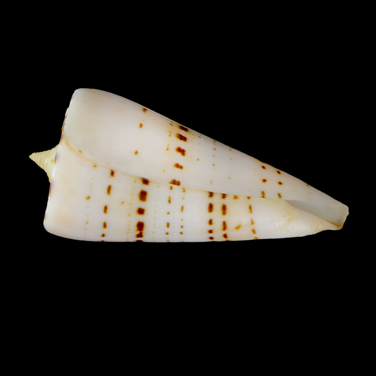 Strategoconus Monile