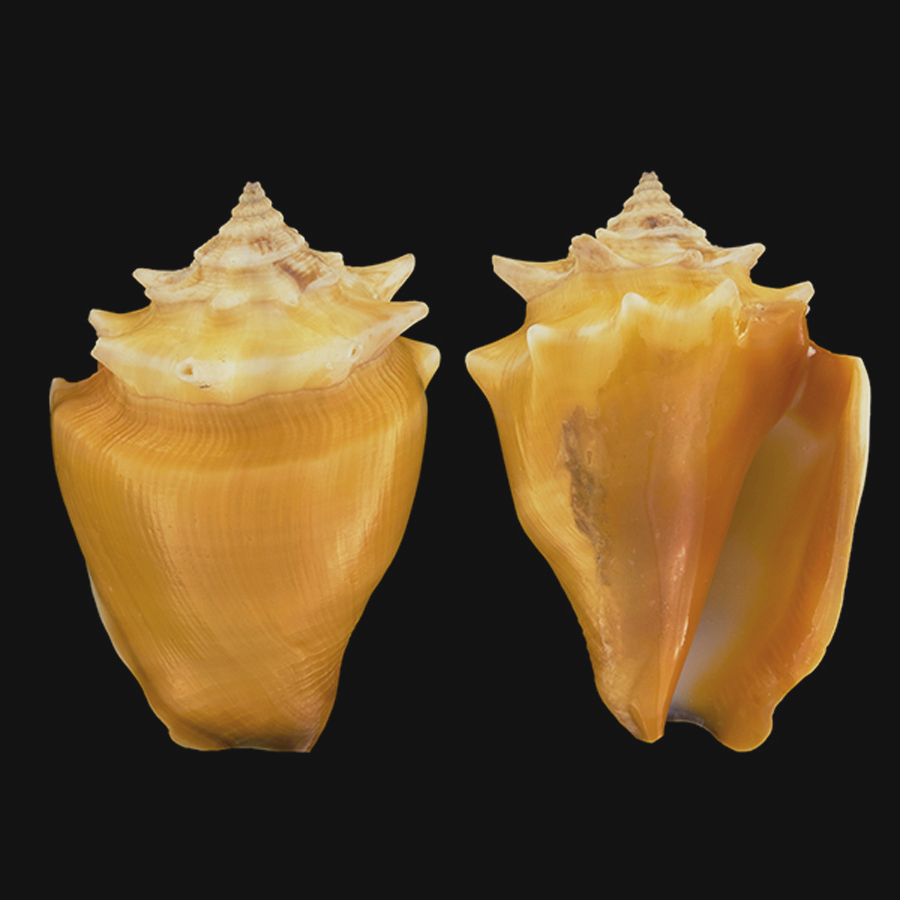 Strombus Pugilis - Rep. Dominicana
