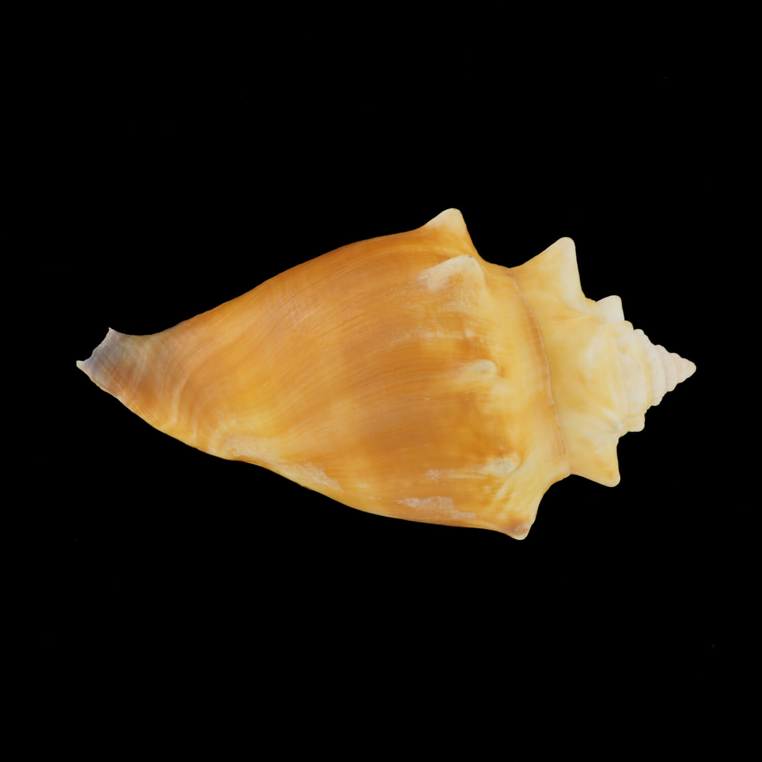 Strombidae Strombus Alatus