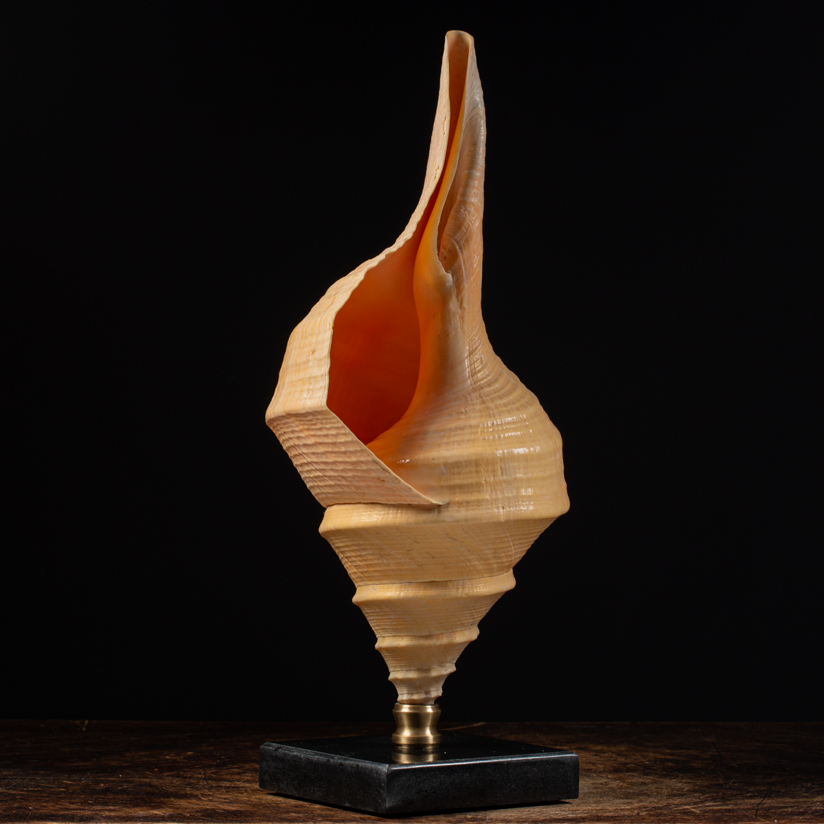 Syrinx Aruanus Conchiglia Gigante Indonesia