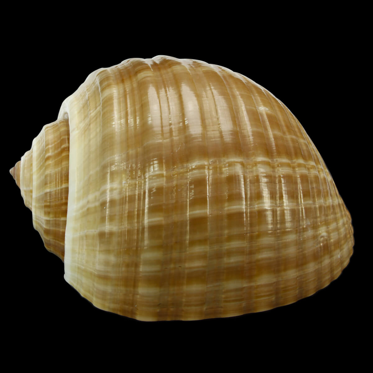 Tonna Canaliculata - Maldive