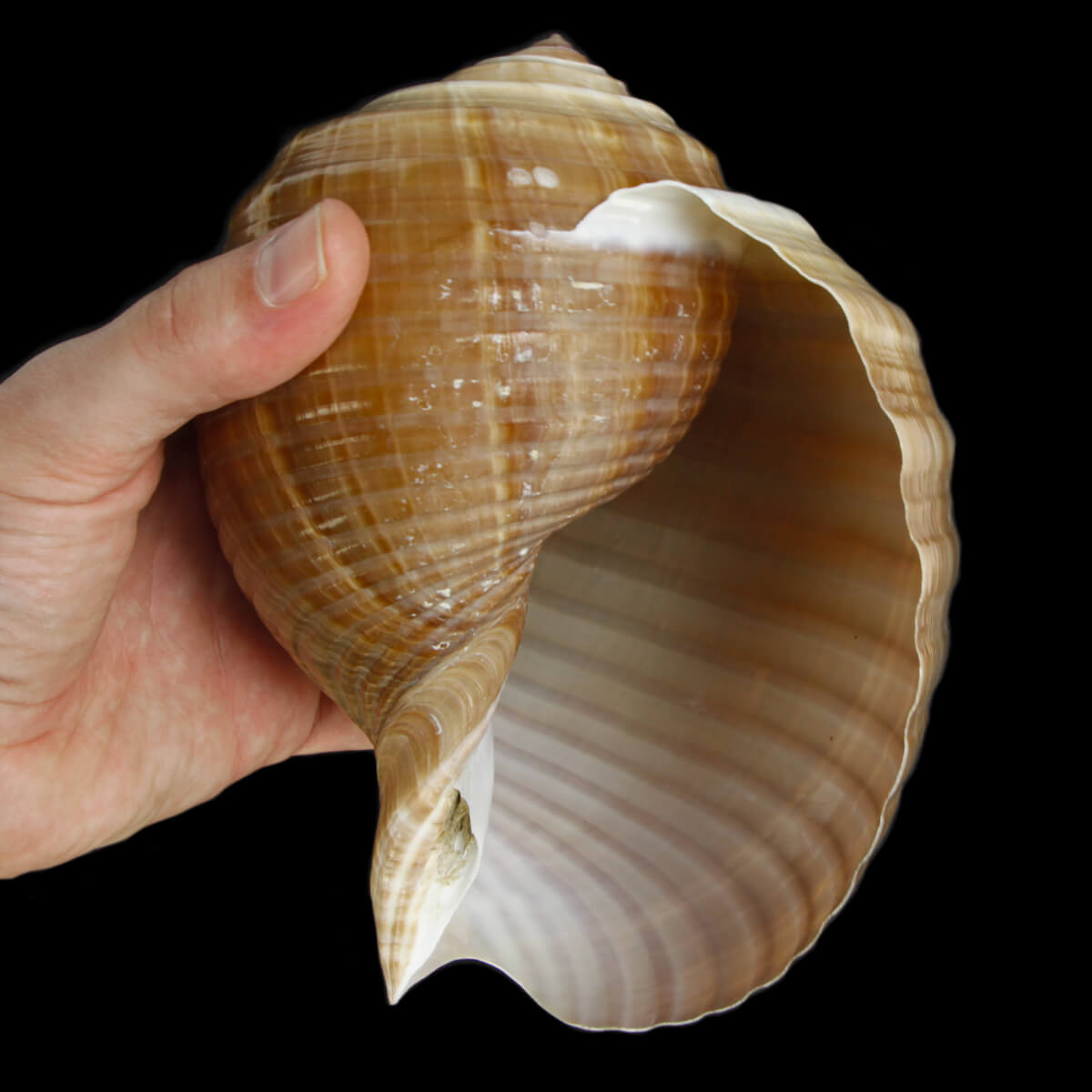 Tonna Canaliculata - Maldive