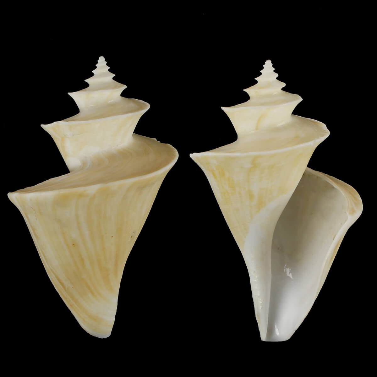 Thatcheria Mirabilis - Papua Nuova Guinea