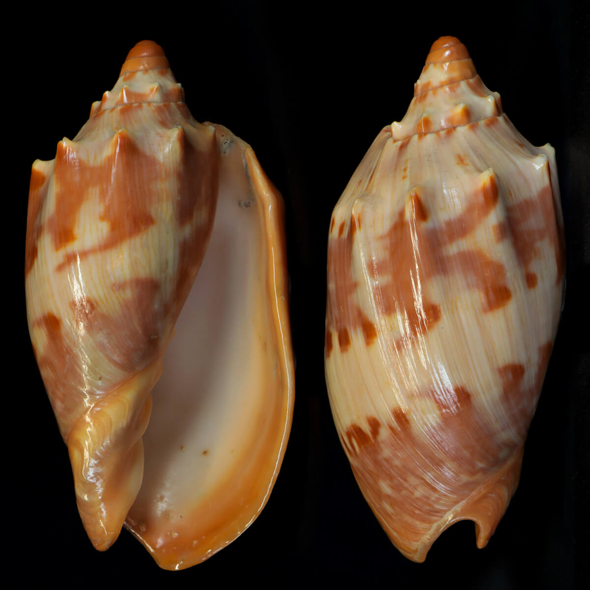 Cymbiola Aulica - Filippine