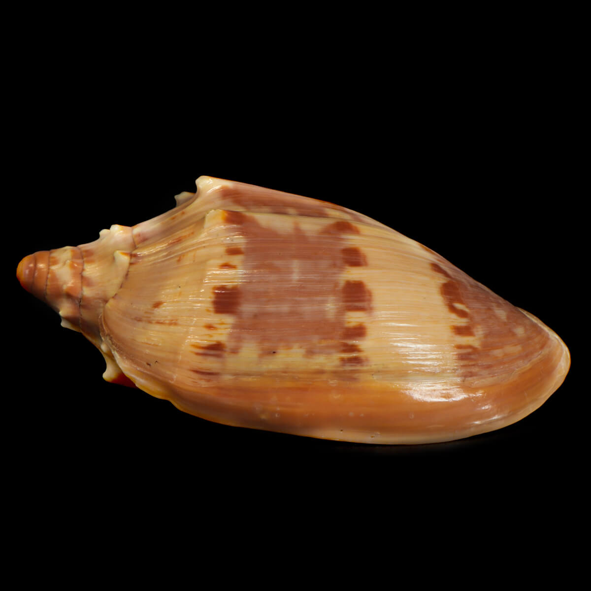 Cymbiola Aulica - Filippine