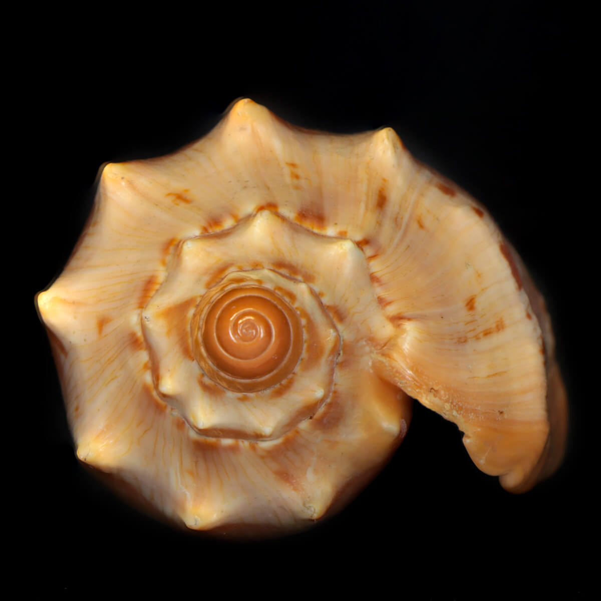 Cymbiola Aulica - Filippine