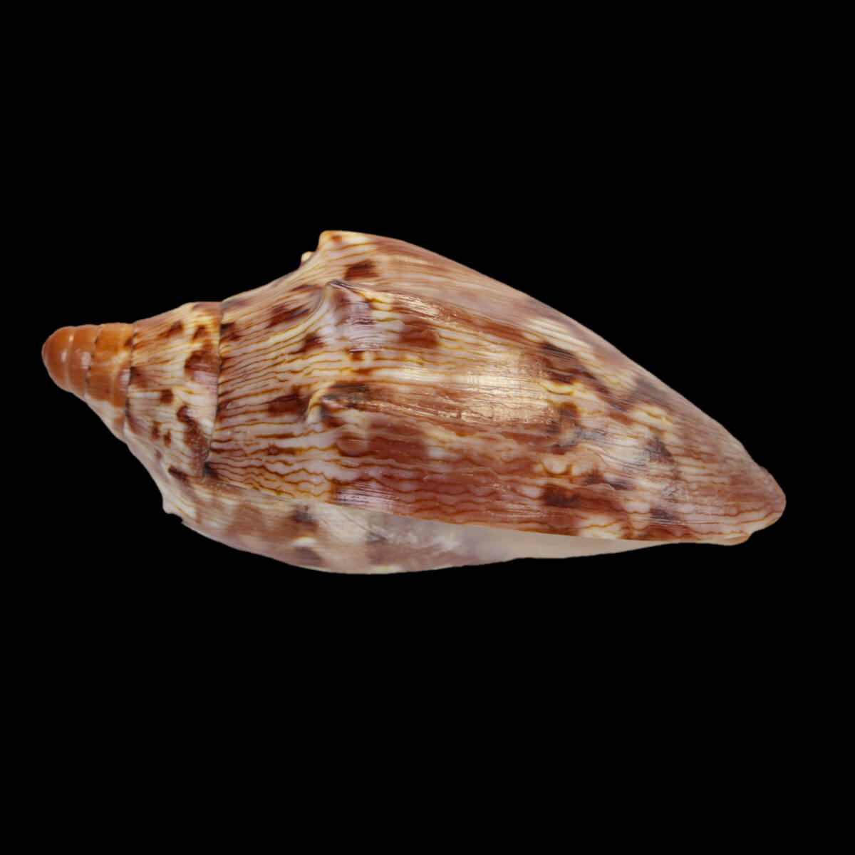 Cymbiola Aulica