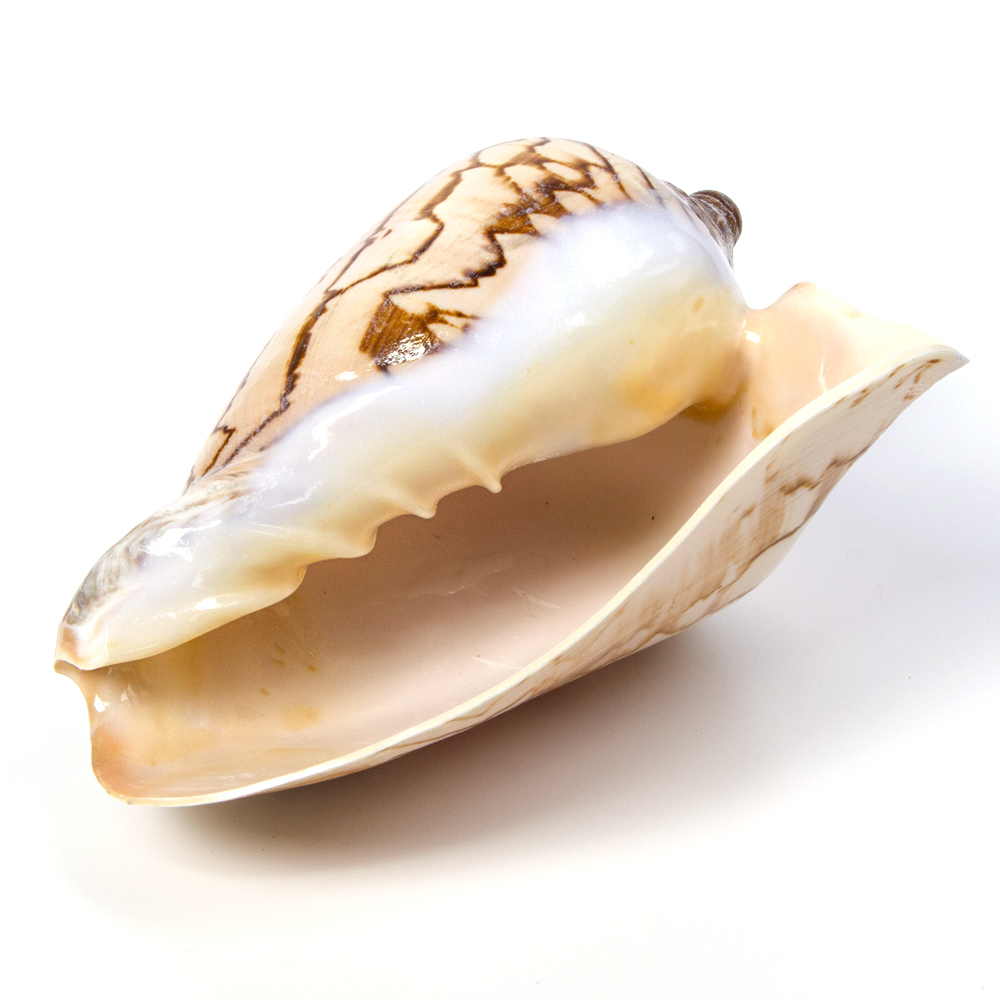 Cymbiola Nobilis XXL