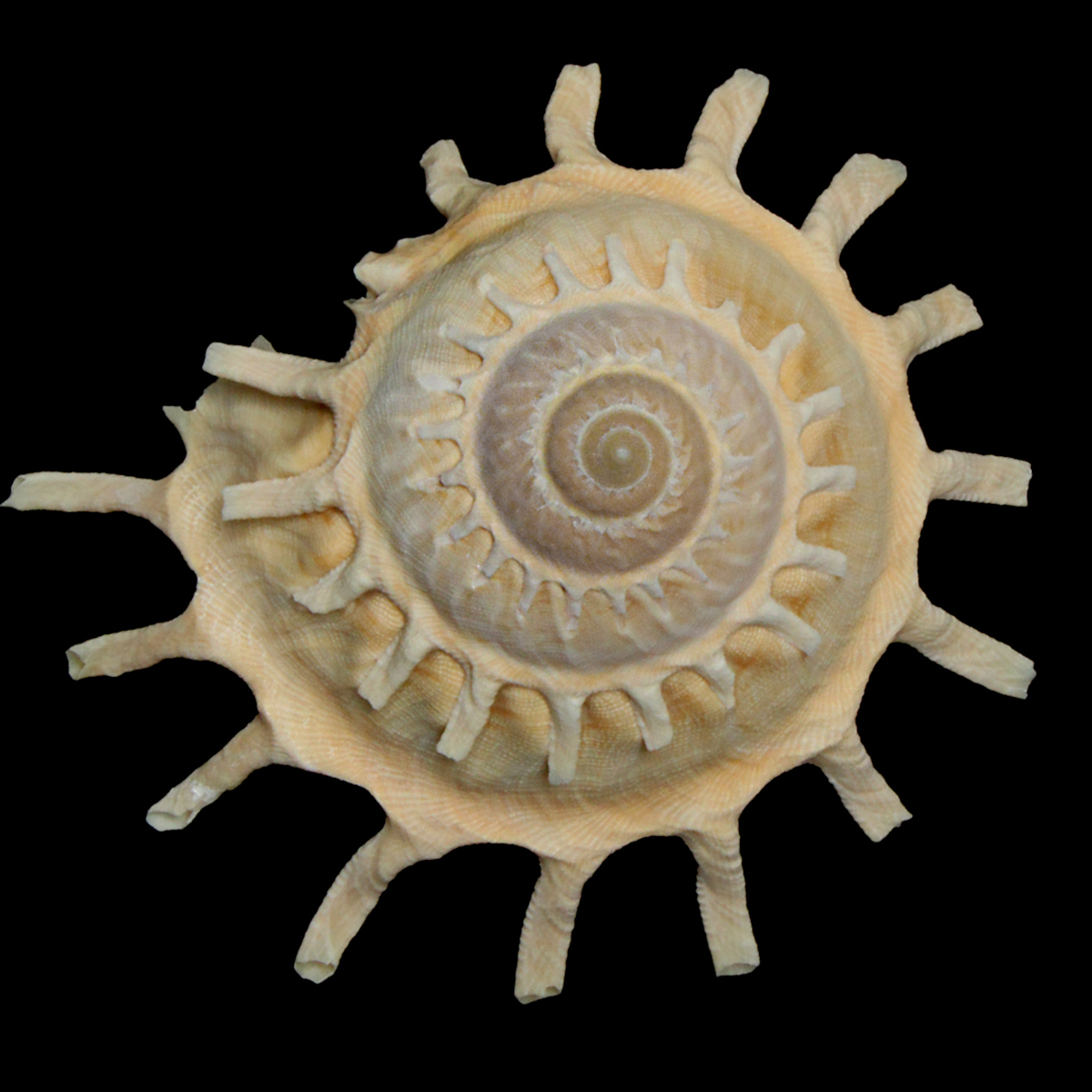 Stellaria Solaris