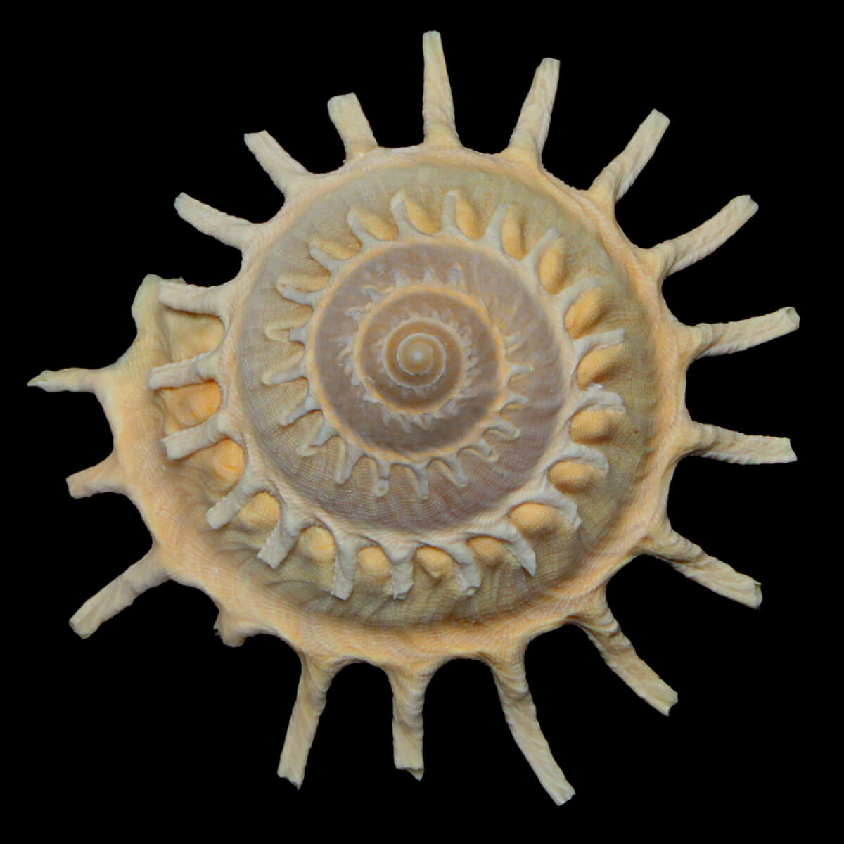 Stellaria Solaris