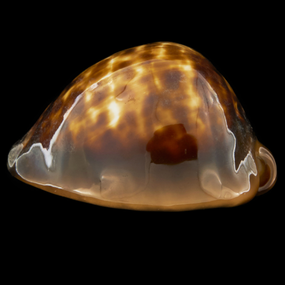 Zoila Decipiens - Australia