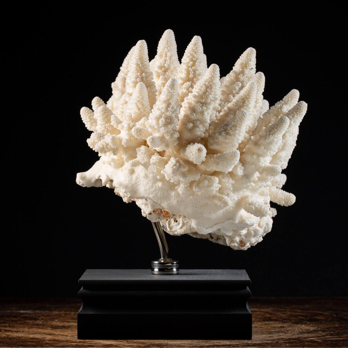 Acropora Nasuta - Maldive
