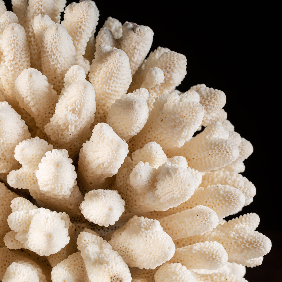 Acropora Nasuta - Maldive