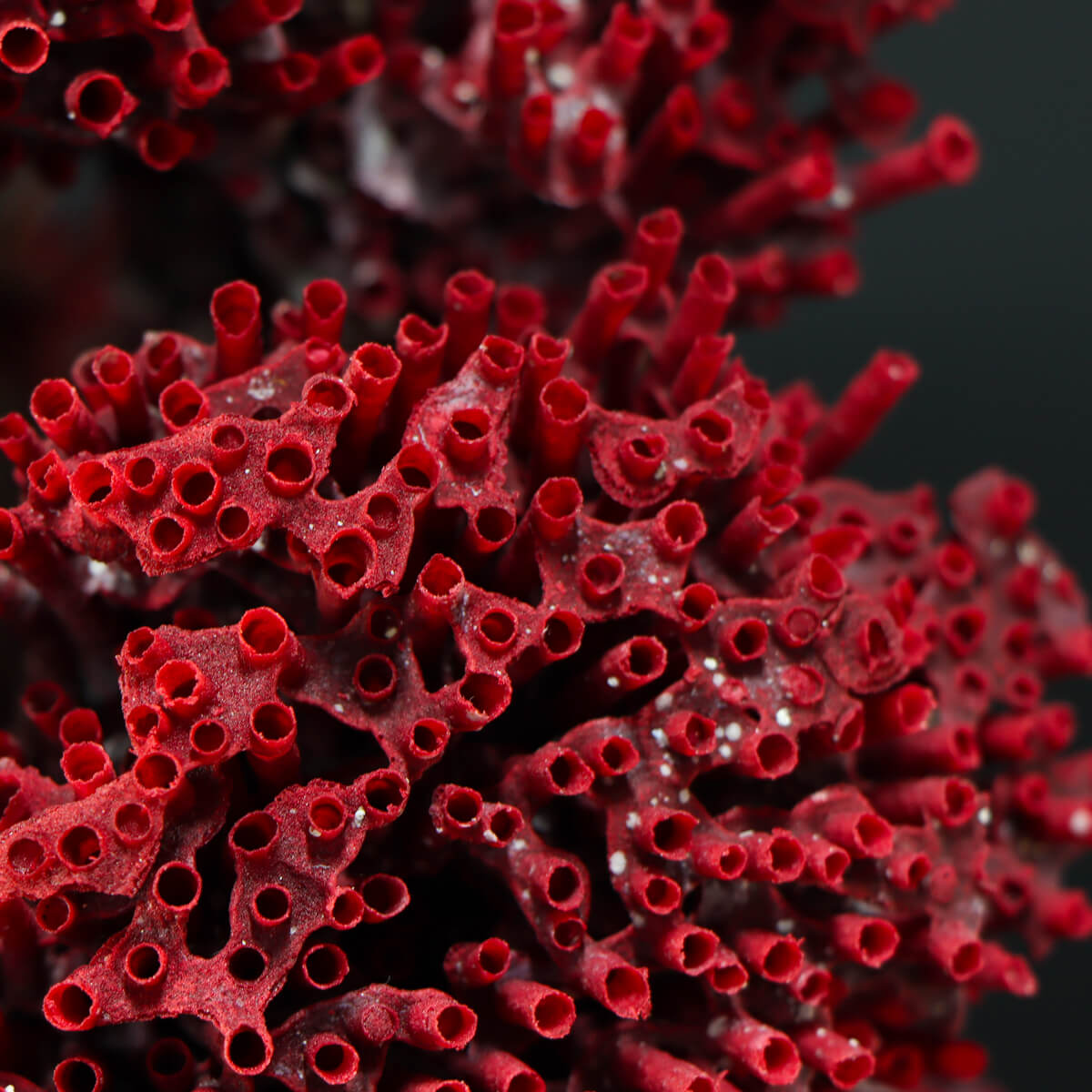 Tubipora Musica - Raro Corallo Rosso