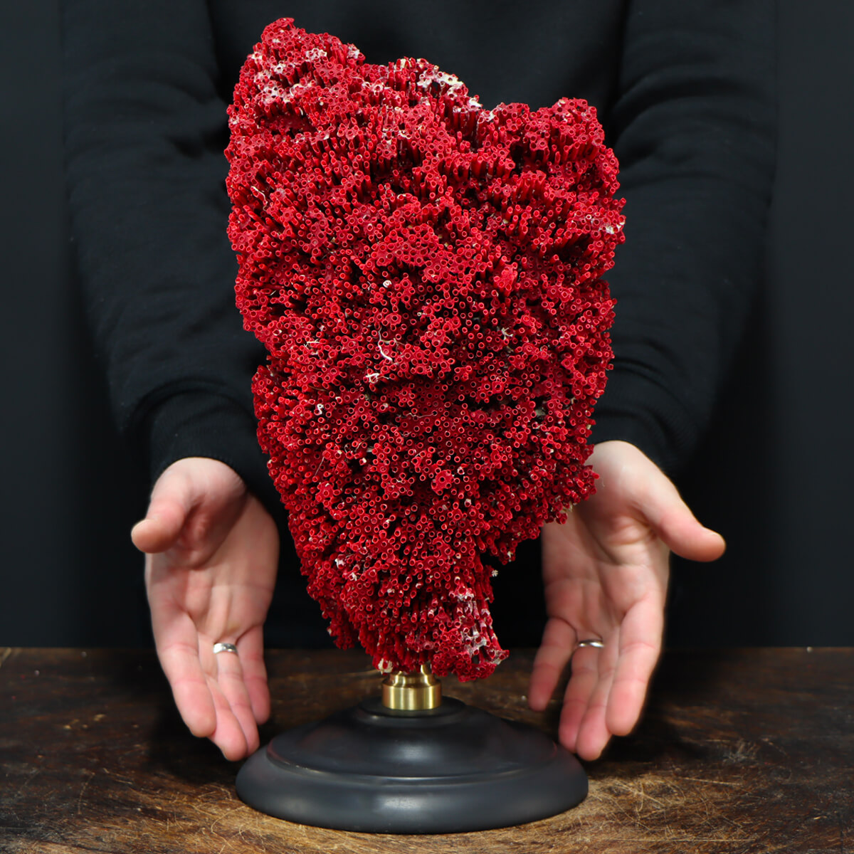 Tubipora Musica - Raro Corallo Rosso