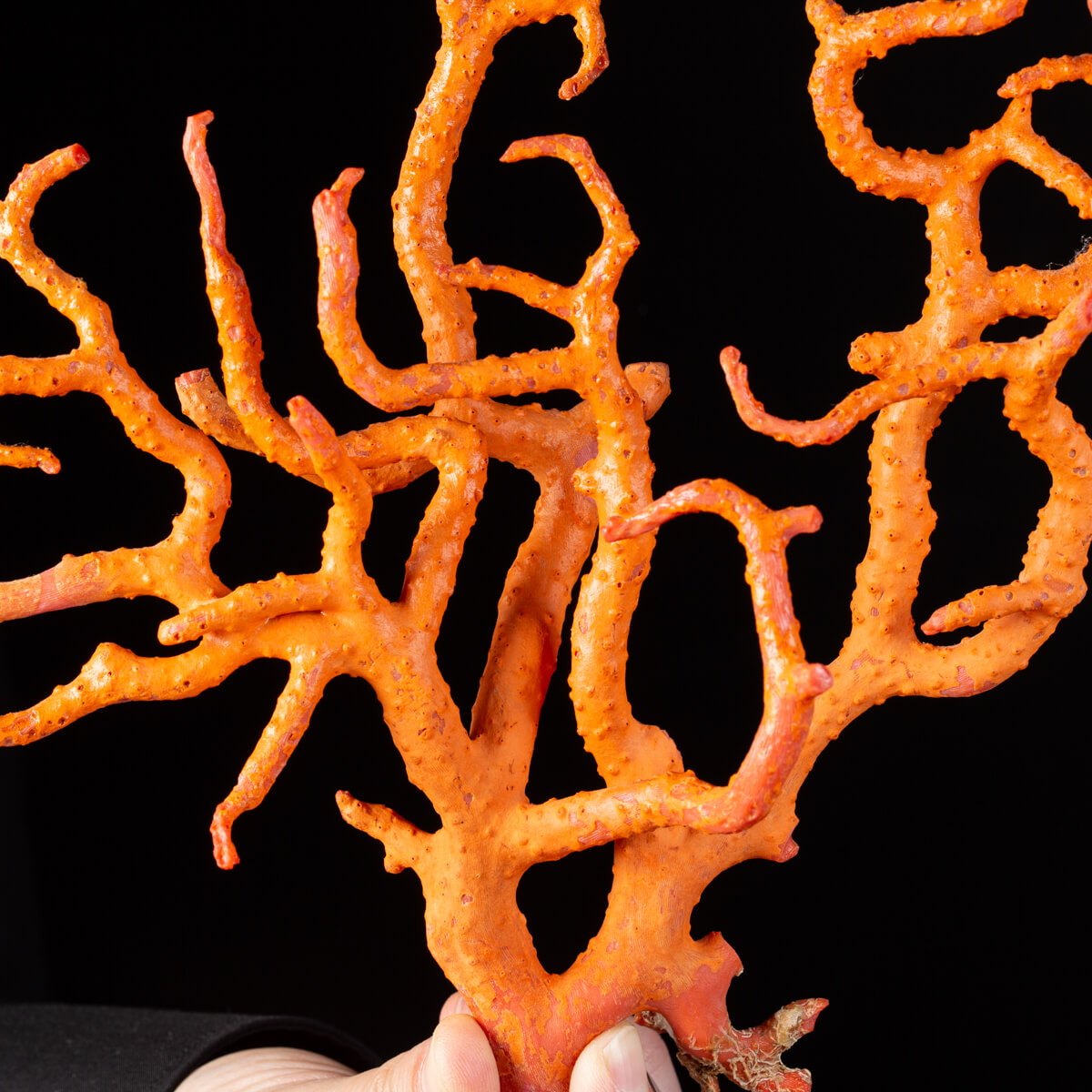 Corallo Rosso - Alghero, Sardegna