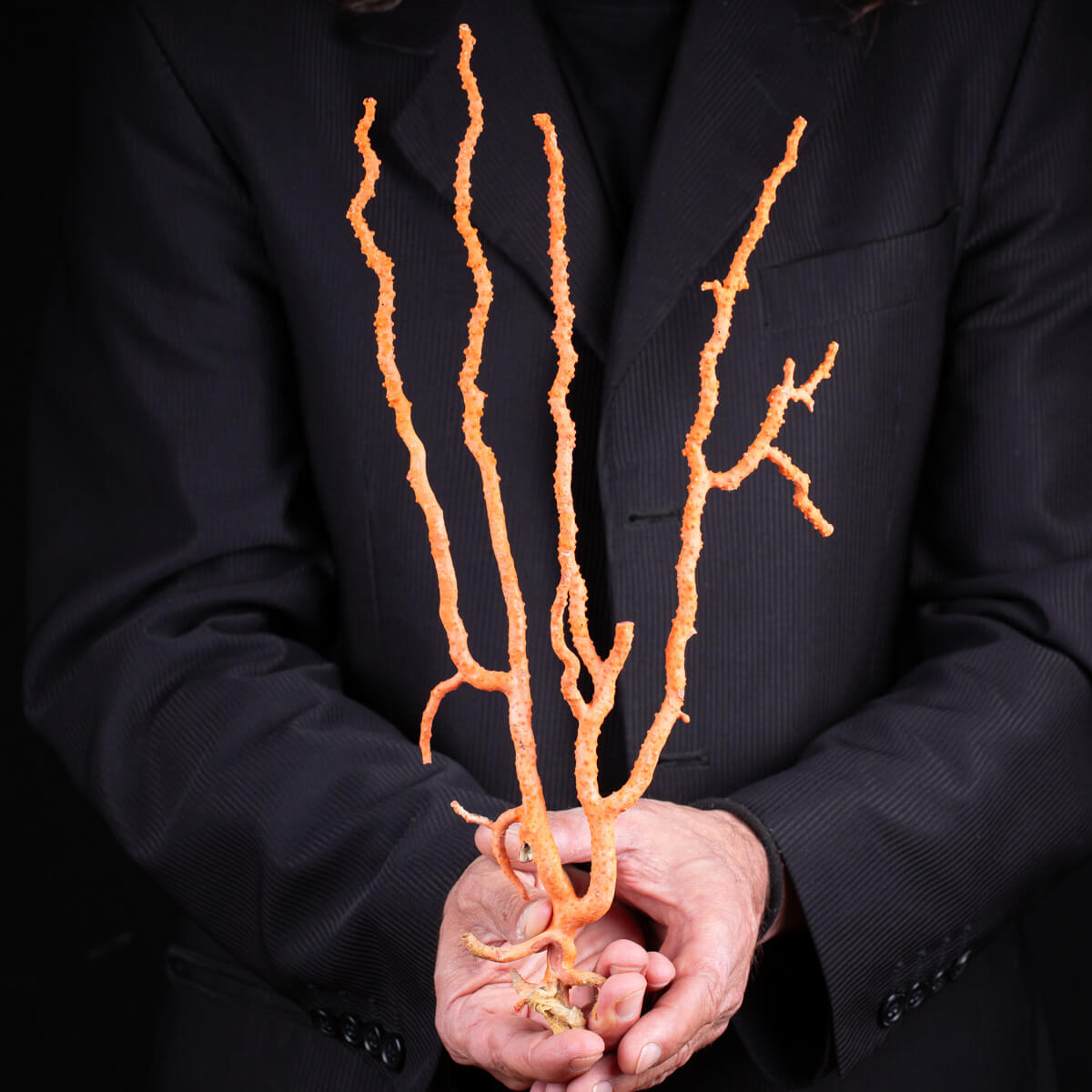 Corail Rouge de Sardaigne : Trésor des Profondeurs Marines. - CRS-12