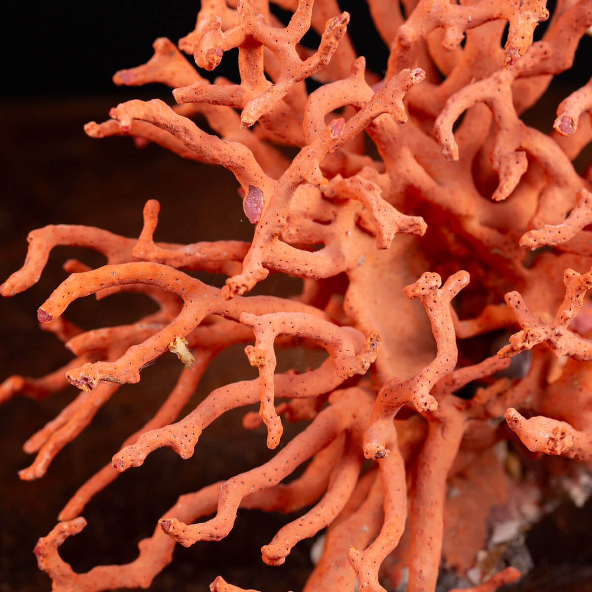 Red Mediterranean Coral: A Rare Gem for Adventurous Collectors. - CRS-15