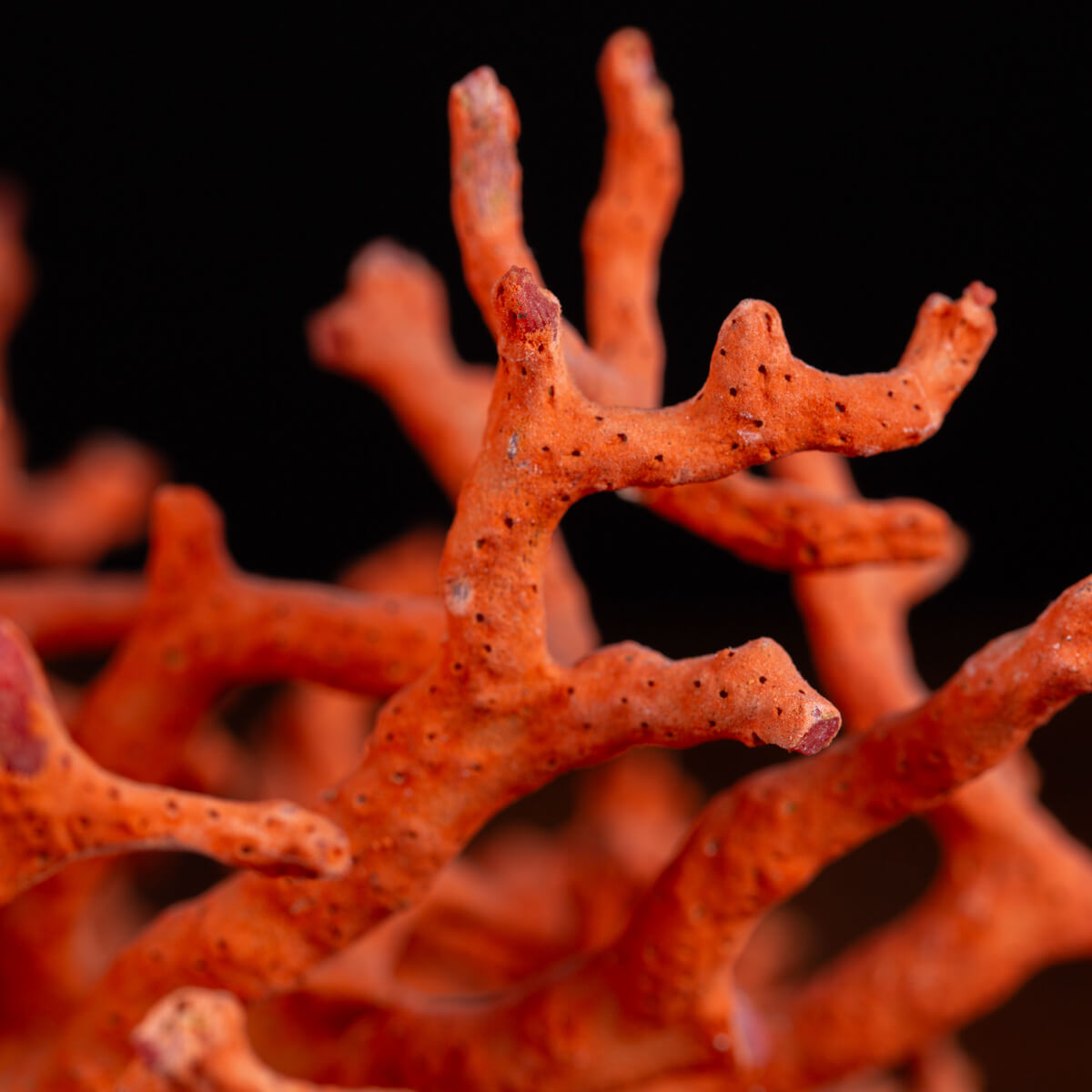 Red Mediterranean Coral: A Rare Gem for Adventurous Collectors. - CRS-15