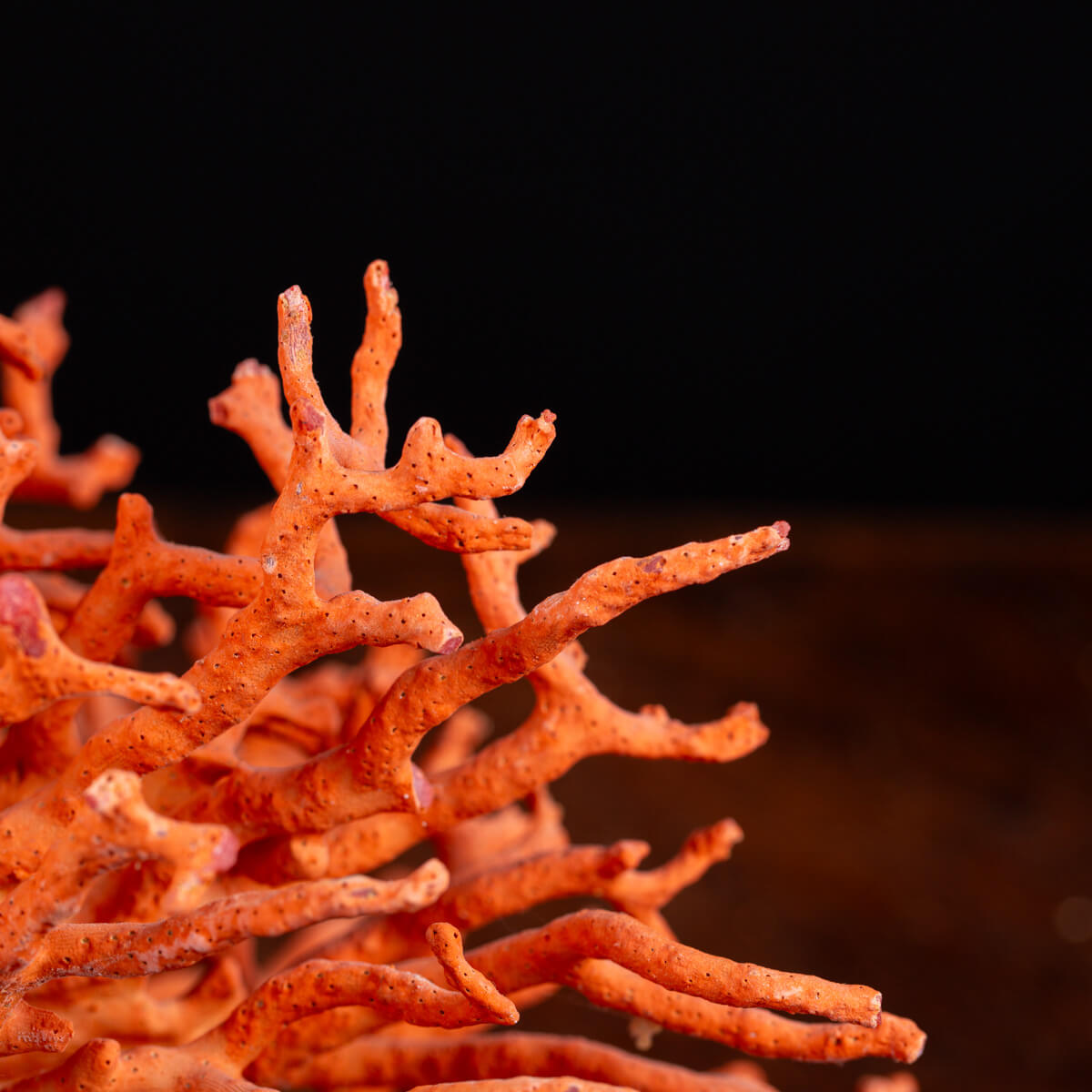 Red Mediterranean Coral: A Rare Gem for Adventurous Collectors. - CRS-15