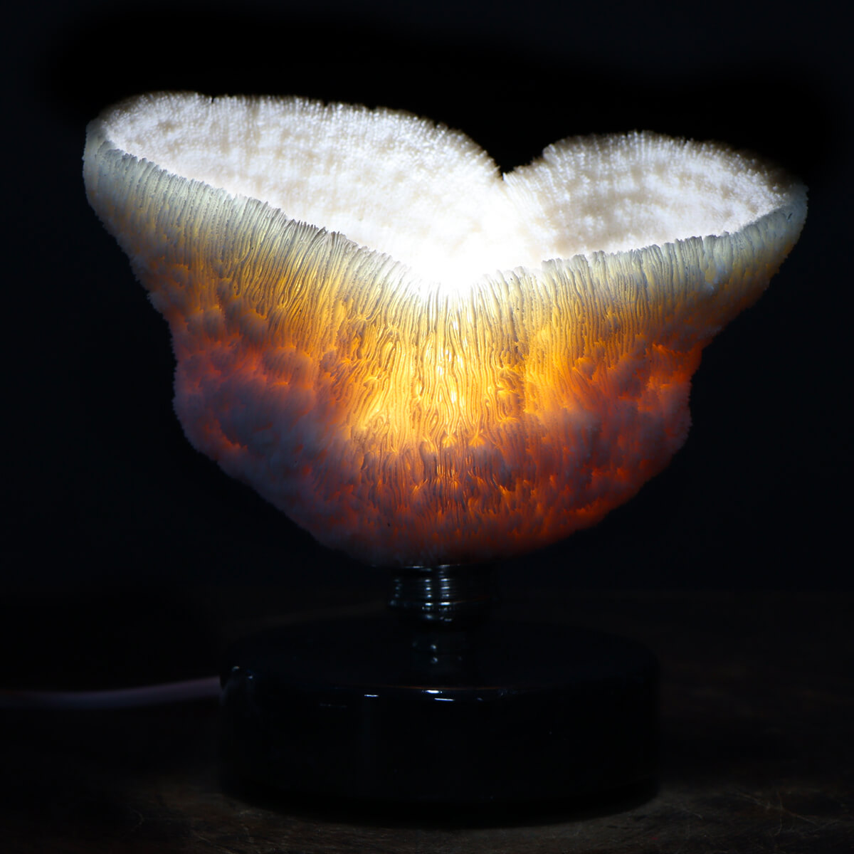 Halomitra Pileus su base in marmo
