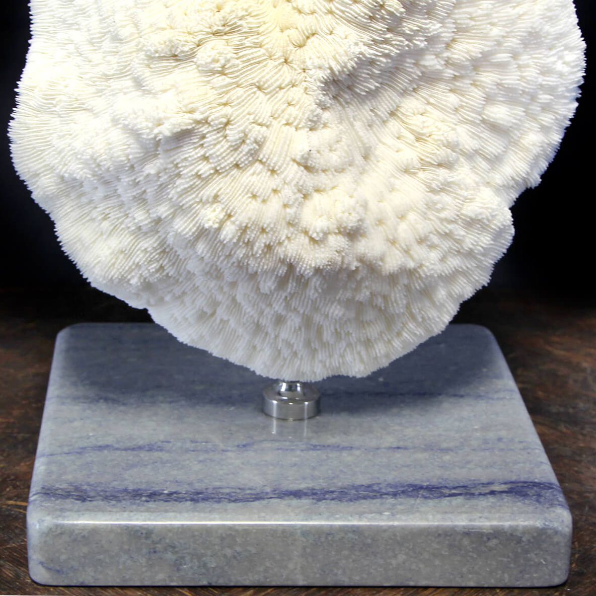 Halomitra Pileus su base in marmo