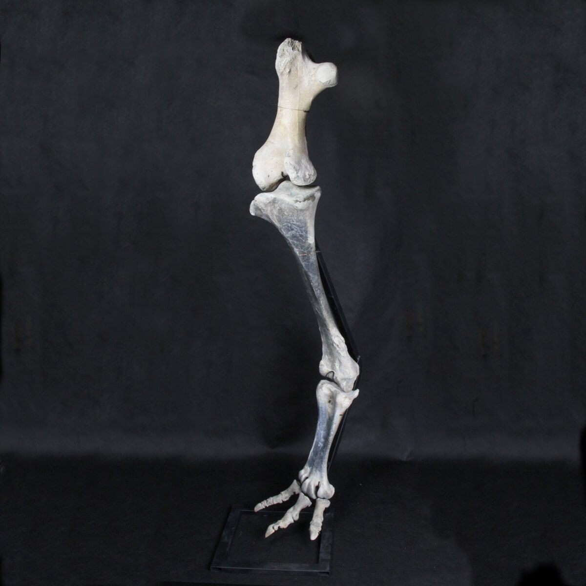 Patte Aepyornis maximus - Madagascar