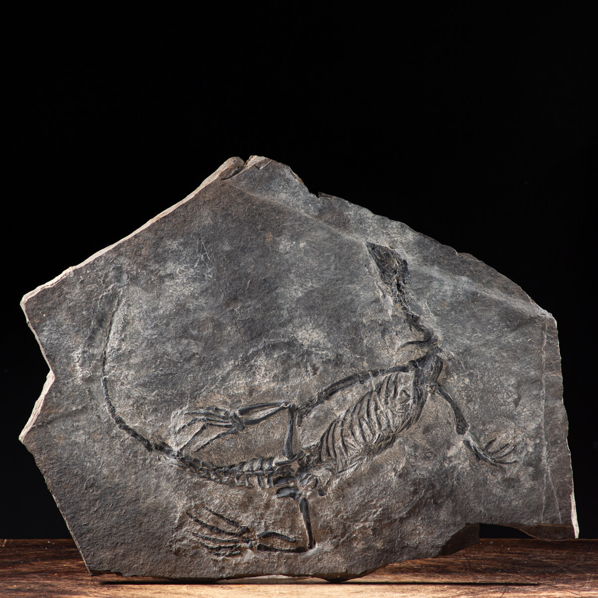 Claudiosaurus Germaini - Madagascar