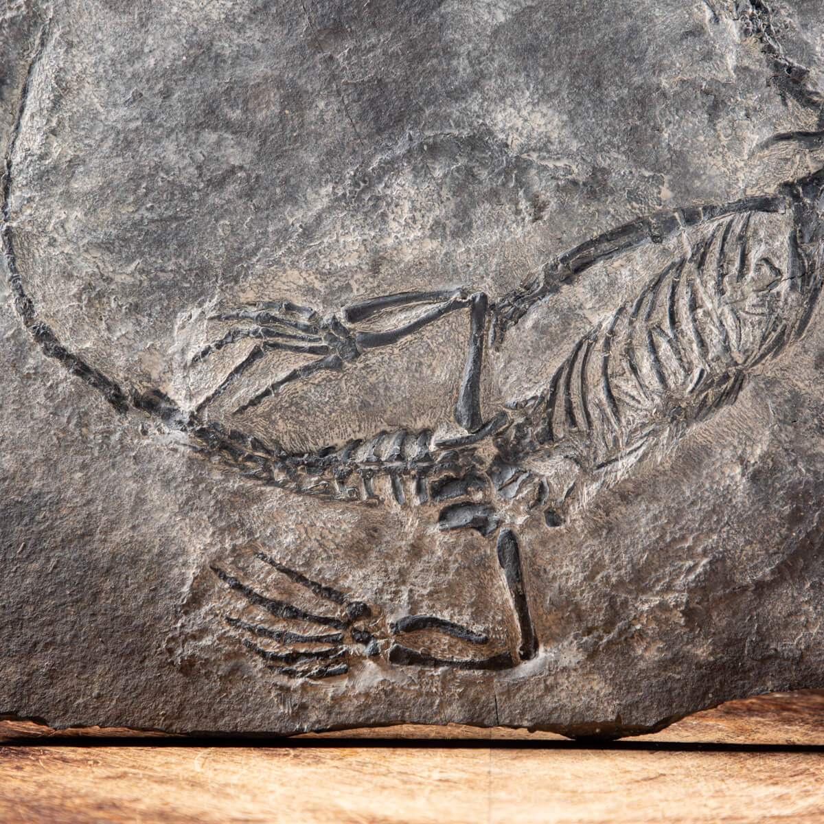 Claudiosaurus Germaini - Madagascar