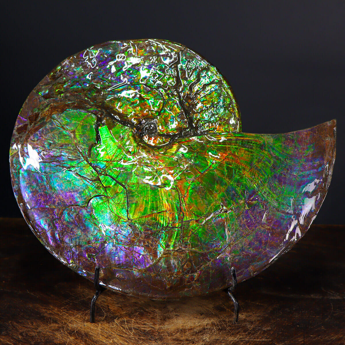 Ammonite Placenticeras Costatum